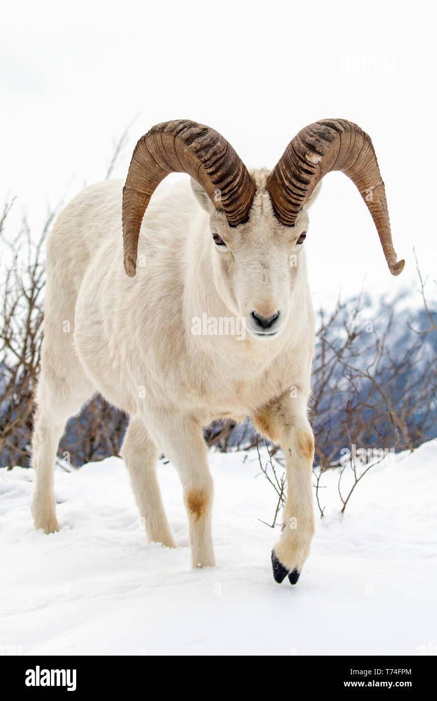 Dall sheep (Ovis dalli) ram roams and feeds in the Windy Point area ...