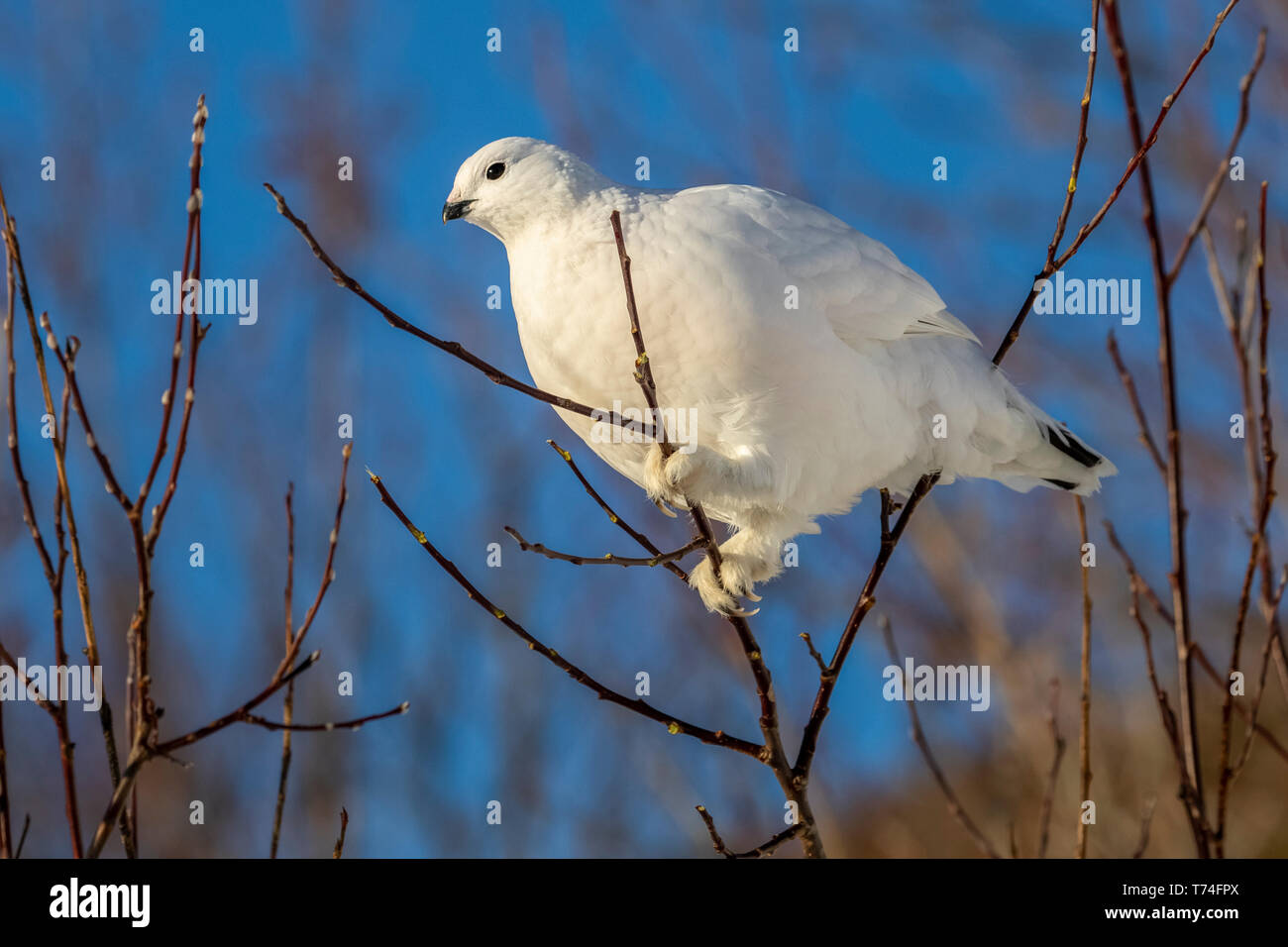 Winter willow tree hi-res stock photography and images - Alamy