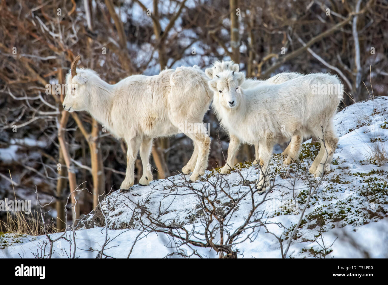 Young lambs in snow hi-res stock photography and images - Alamy