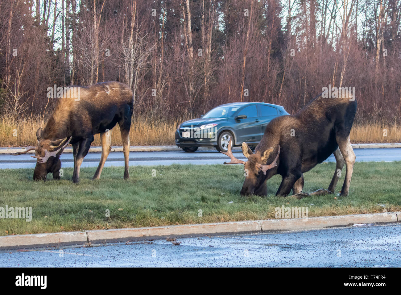 Moose and car hi-res stock photography and images - Alamy