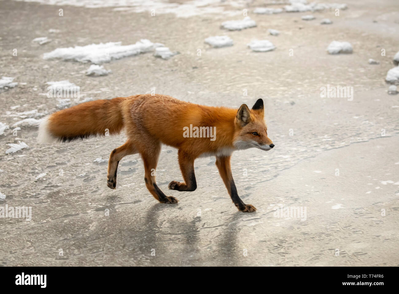 Red fox (Vulpes vulpes) runs across the frozen Campbell Creek, South ...