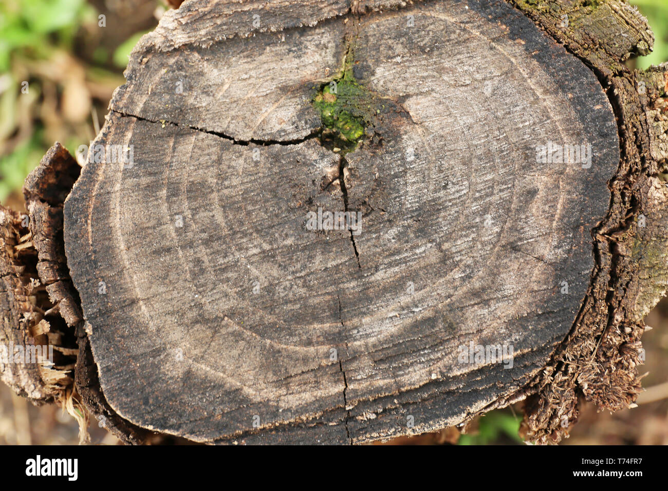 Stub structure hi-res stock photography and images - Alamy