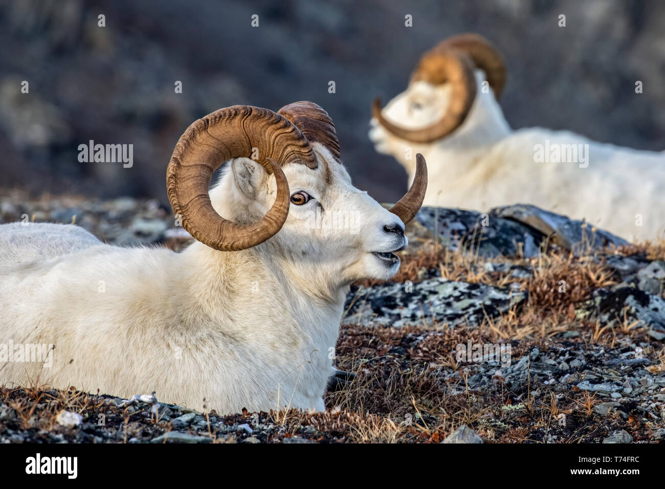 Two rams lying down sheep hi-res stock photography and images - Alamy