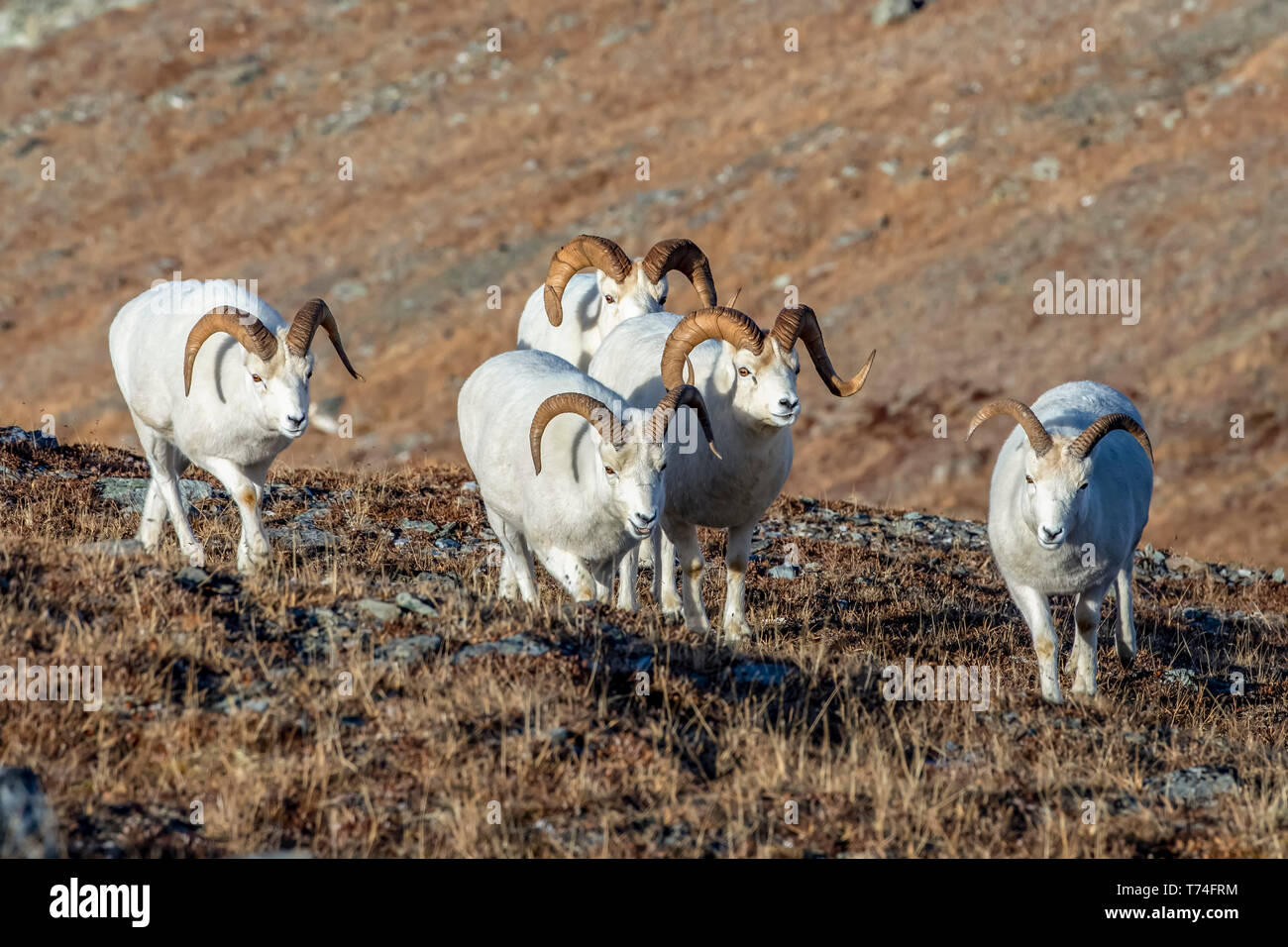 Dall Sheep rams (Ovis dalli) walking up a hillside in the high country ...