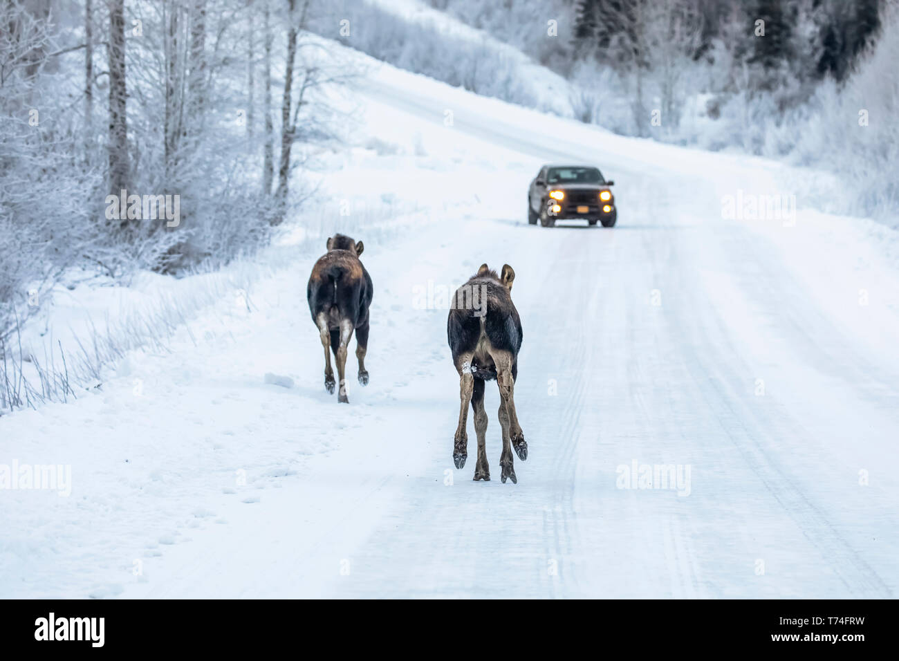 Moose and car hi-res stock photography and images - Alamy