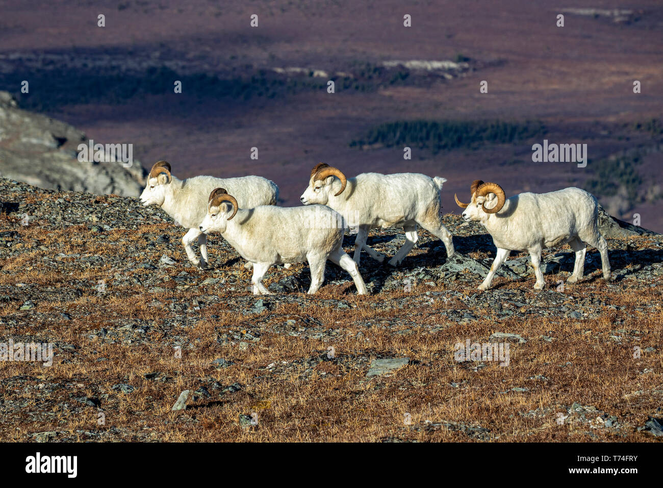 Dall Sheep rams (Ovis dalli) walking along a ridge in the high country ...