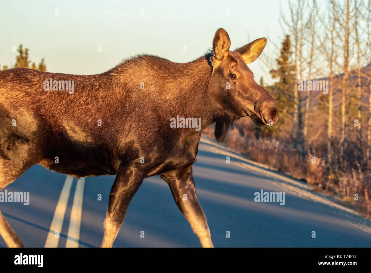 Alaskas State Animal Moose