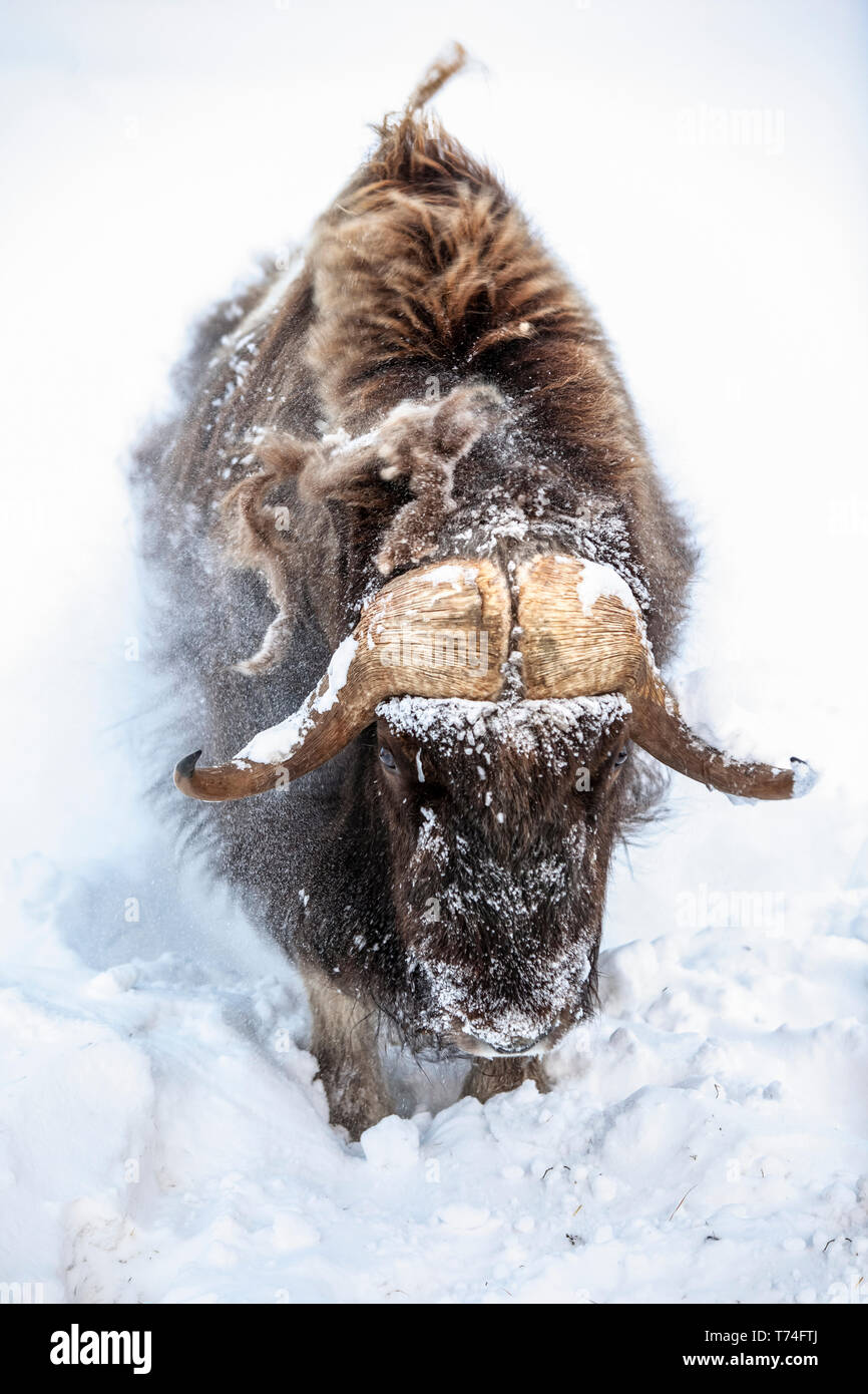 Muskox in snow hi-res stock photography and images - Alamy