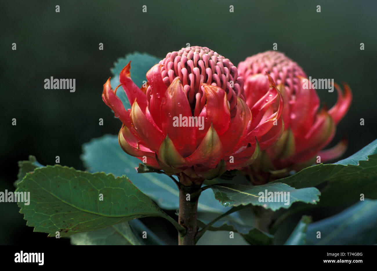Floral emblem of new south wales hi-res stock photography and images ...