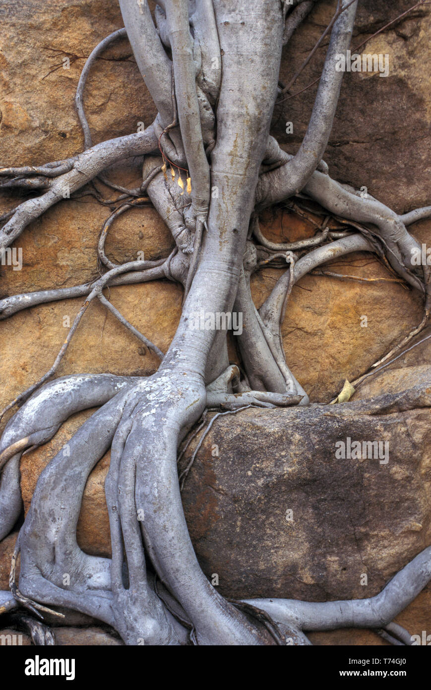 EXPOSED TREE ROOTS IN SANDSTONE ROCK, KINGS CANYON, WATARRKA NATIONAL ...