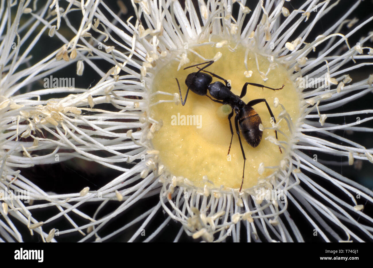 ANT FEEDING ON THE NECTAR OF ANGOPHORA CORDIFOLIA (A. CORIDFOLIA) DWARF ...