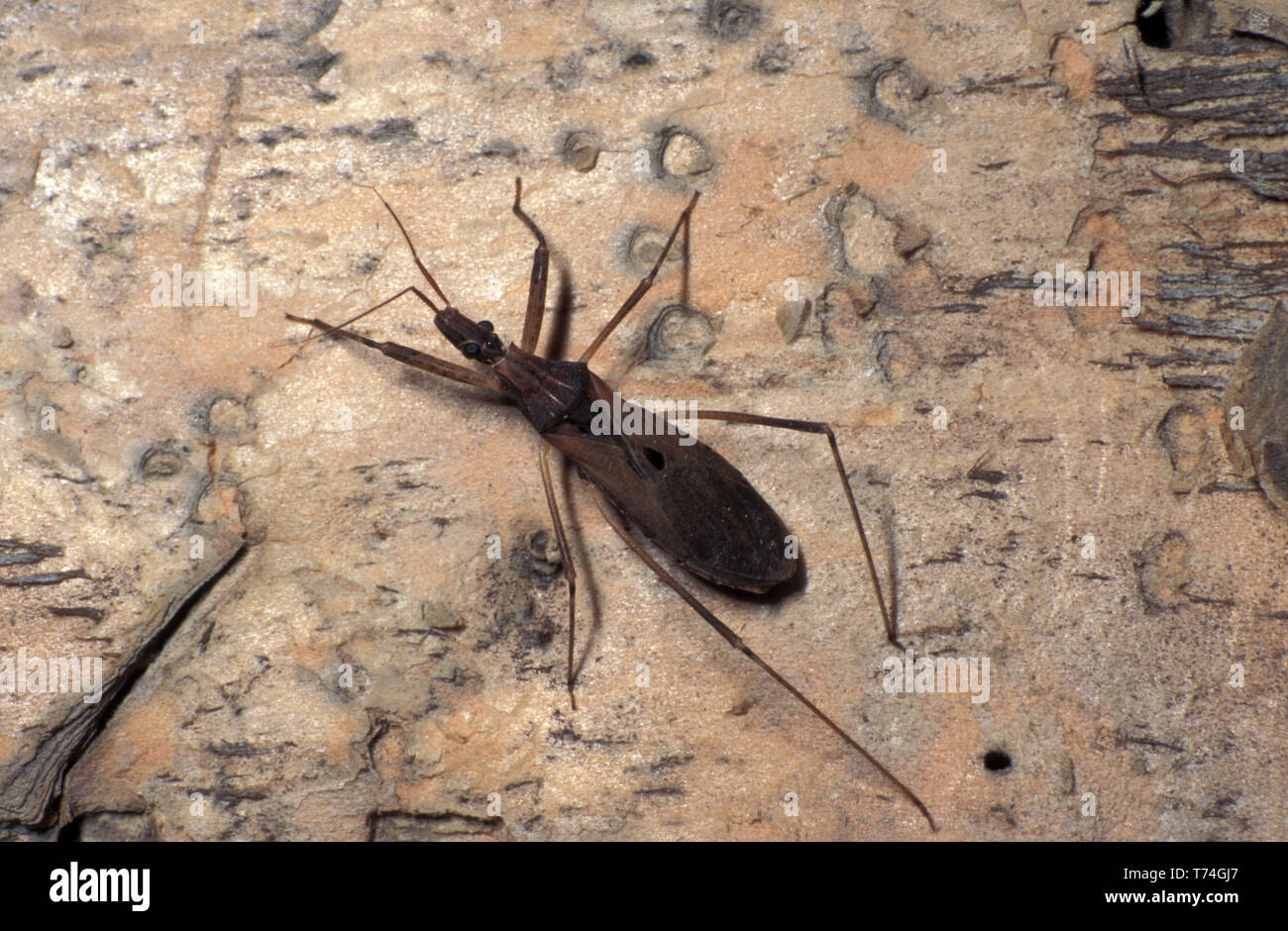 Conenose bug hi-res stock photography and images - Alamy