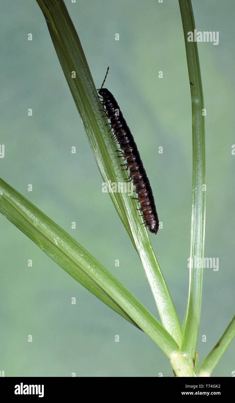 Millipedes diplopoda hi-res stock photography and images - Alamy