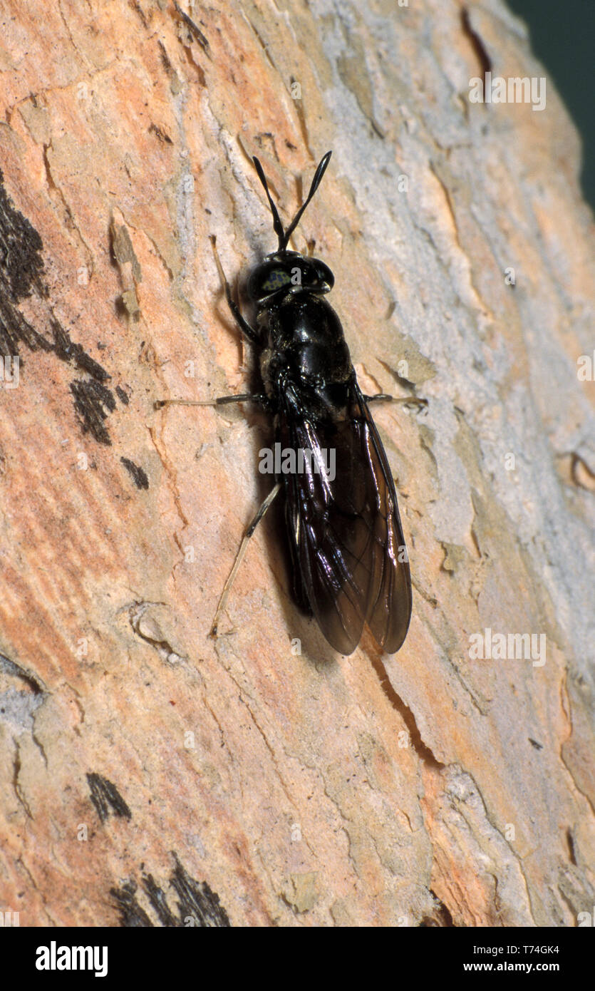 Black soldier fly hi-res stock photography and images - Alamy