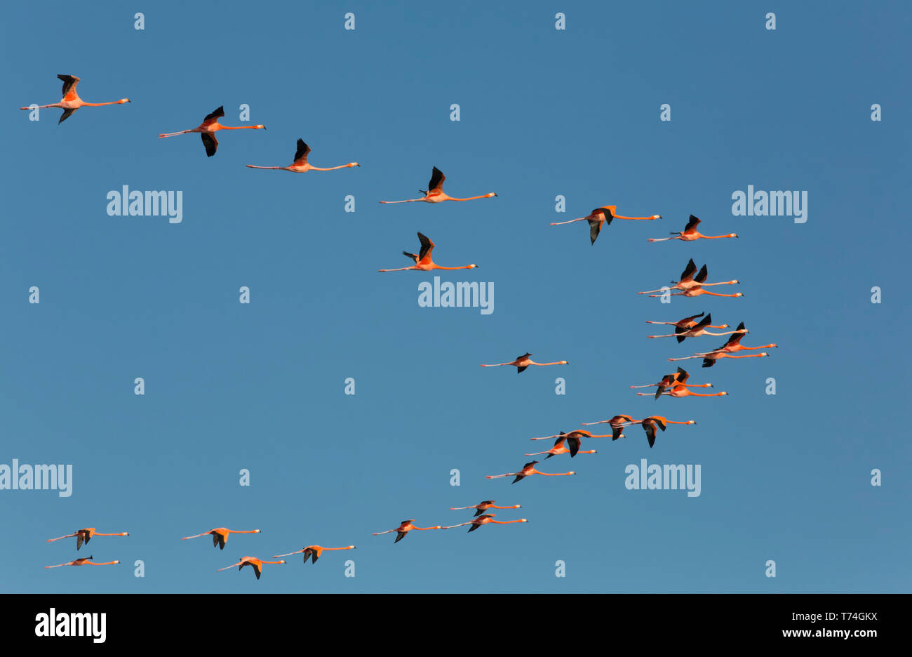 American Flamingos (Phoenicopterus ruber) flying in a V formation ...