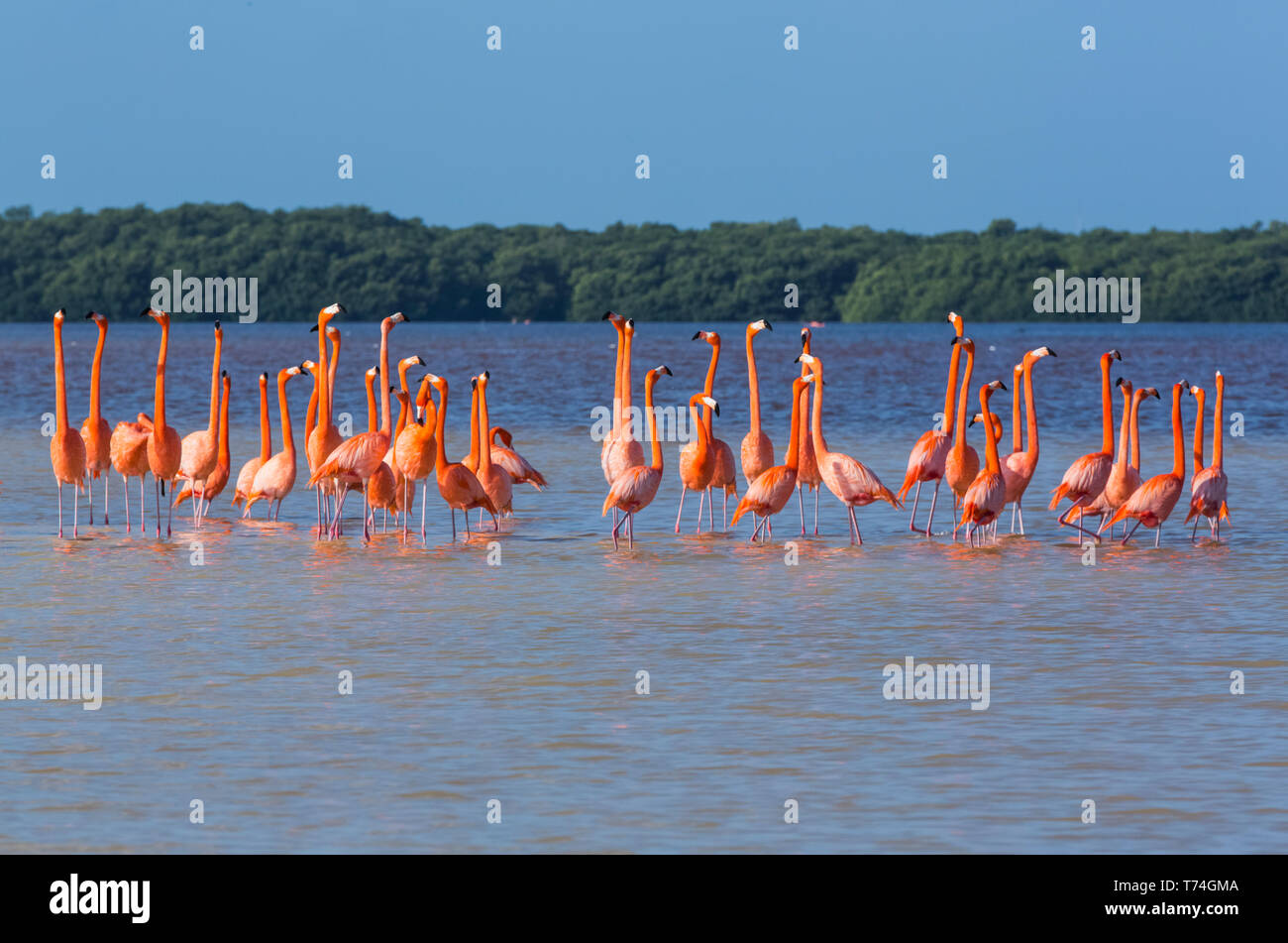 American Flamingos (Phoenicopterus ruber) standing in water, Celestun ...