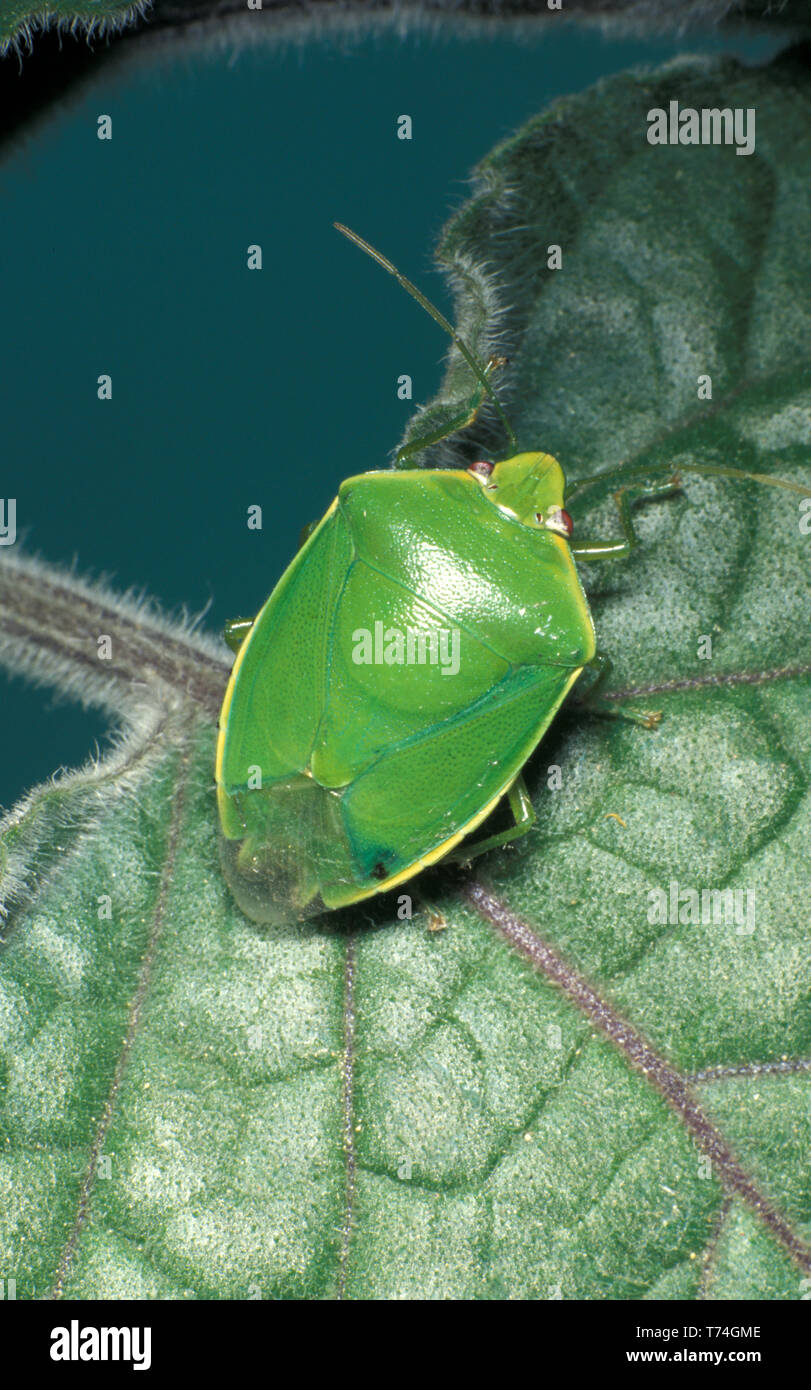 Australian stink bugs hi-res stock photography and images - Alamy