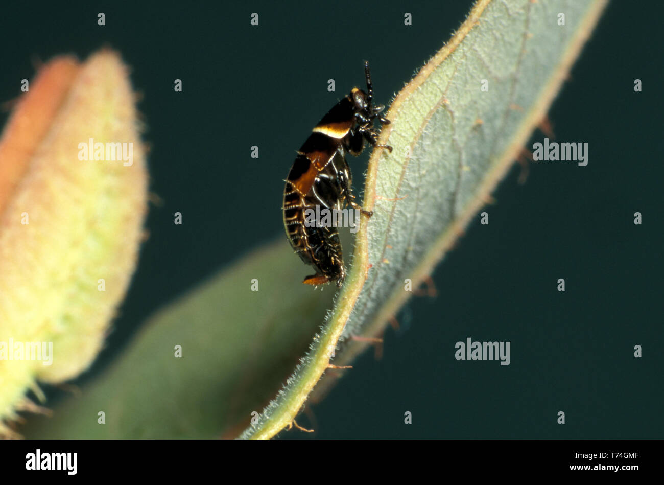 Australian native insects hi-res stock photography and images - Alamy