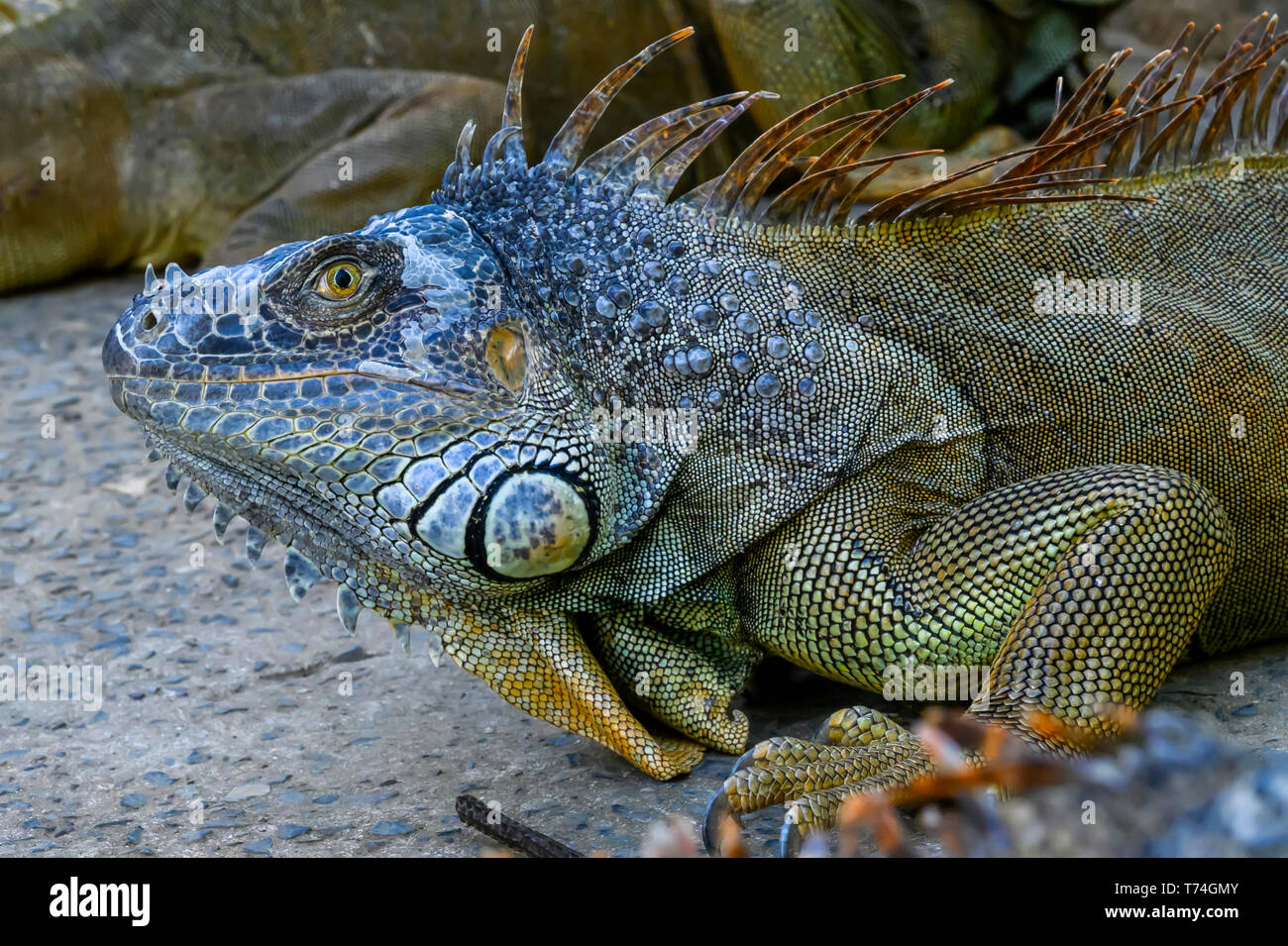 Iguanas on an Iguana farm, French Harbour; Roatan, Bay Islands ...