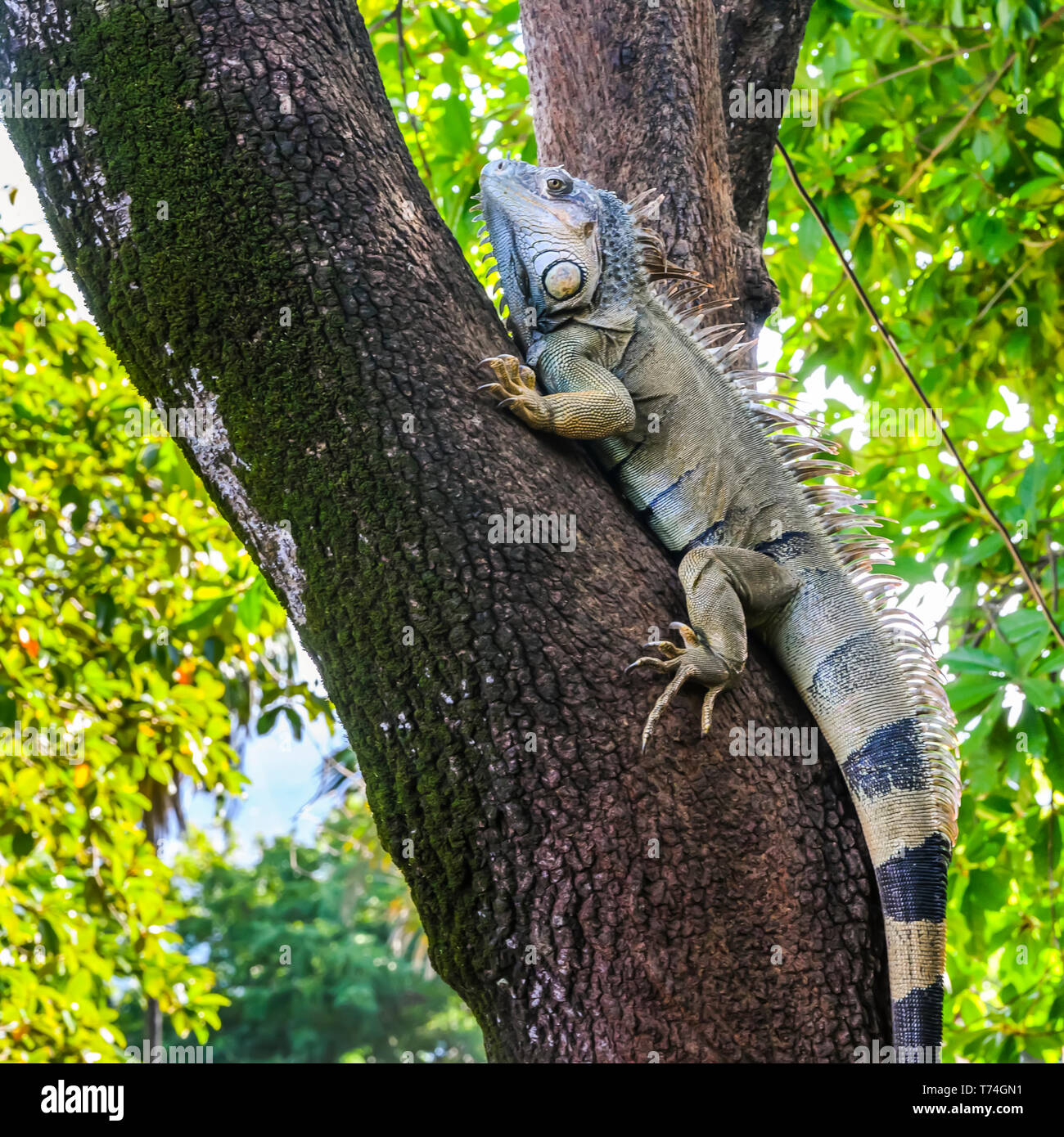 Iguana climbing tree hi-res stock photography and images - Alamy