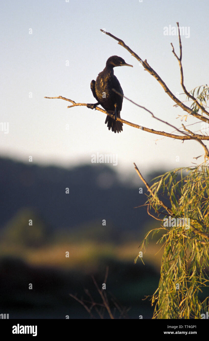 Australian shag hi-res stock photography and images - Alamy
