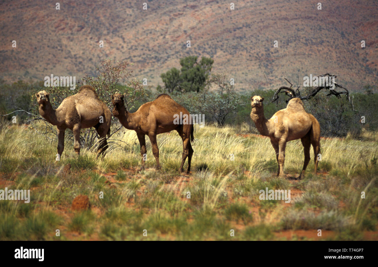 THREE WILD CAMELS IN THE NORTHERN TERRITORY, AUSTRALIA Stock Photo - Alamy