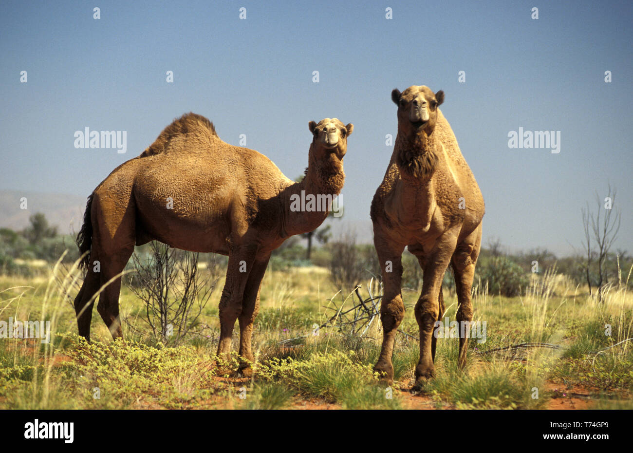 Australia camels wild hi-res stock photography and images - Alamy