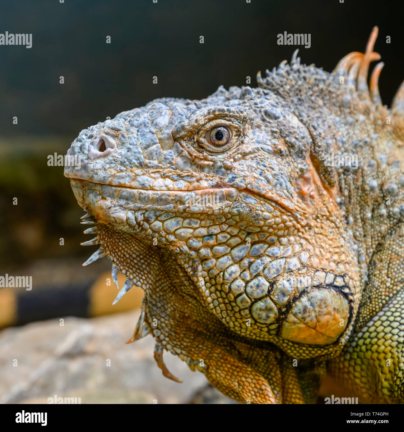 Green iguana honduras hi-res stock photography and images - Alamy