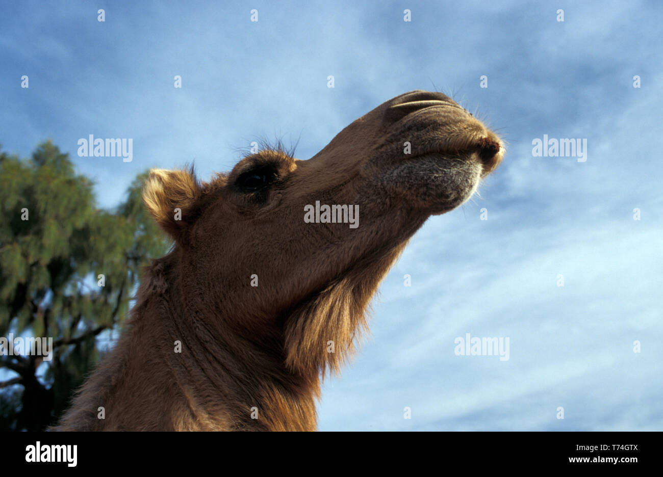 Shot in nt hi-res stock photography and images - Alamy