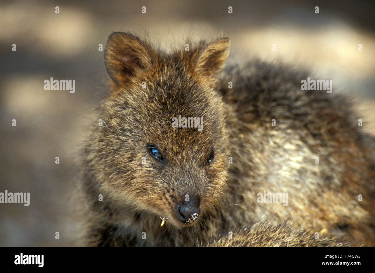 Quokka (Setonix brachyurus) on Rottnest Island in Western Australia ...