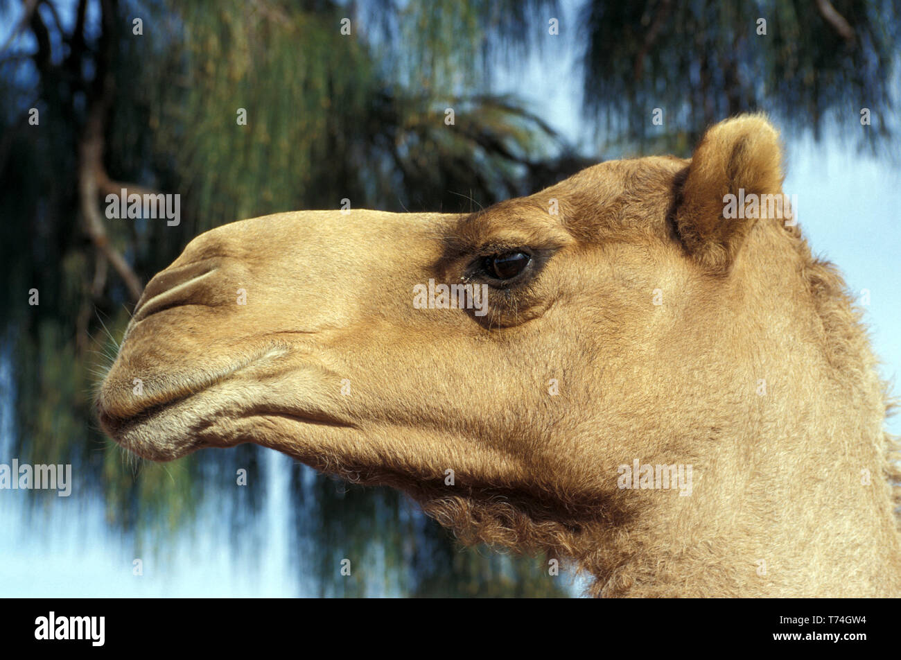 HEAD SHOT OF A CAMEL Stock Photo - Alamy