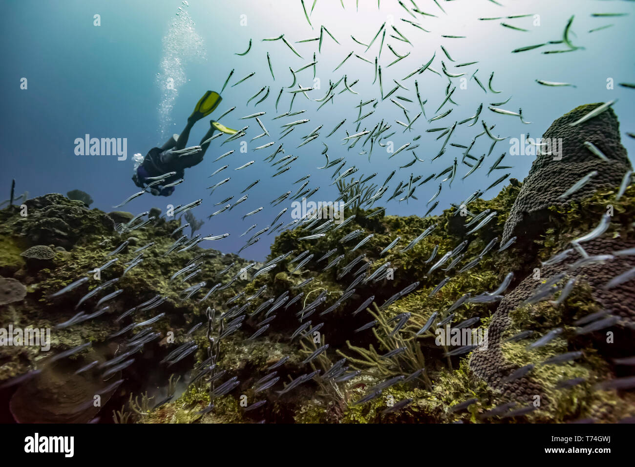 Underwater cemetery hi-res stock photography and images - Alamy