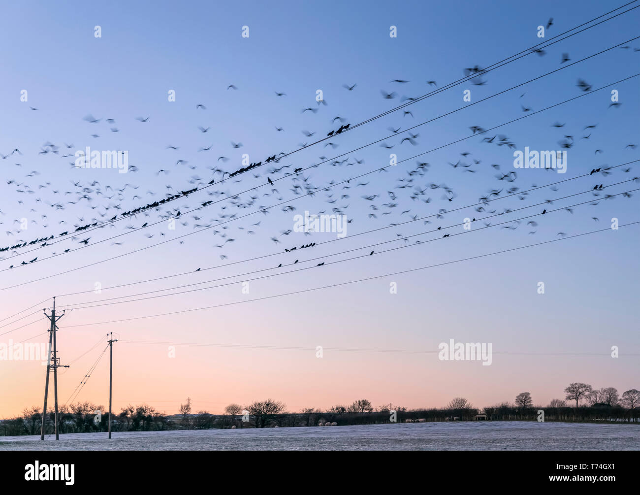 Crow gathering together hi-res stock photography and images - Alamy