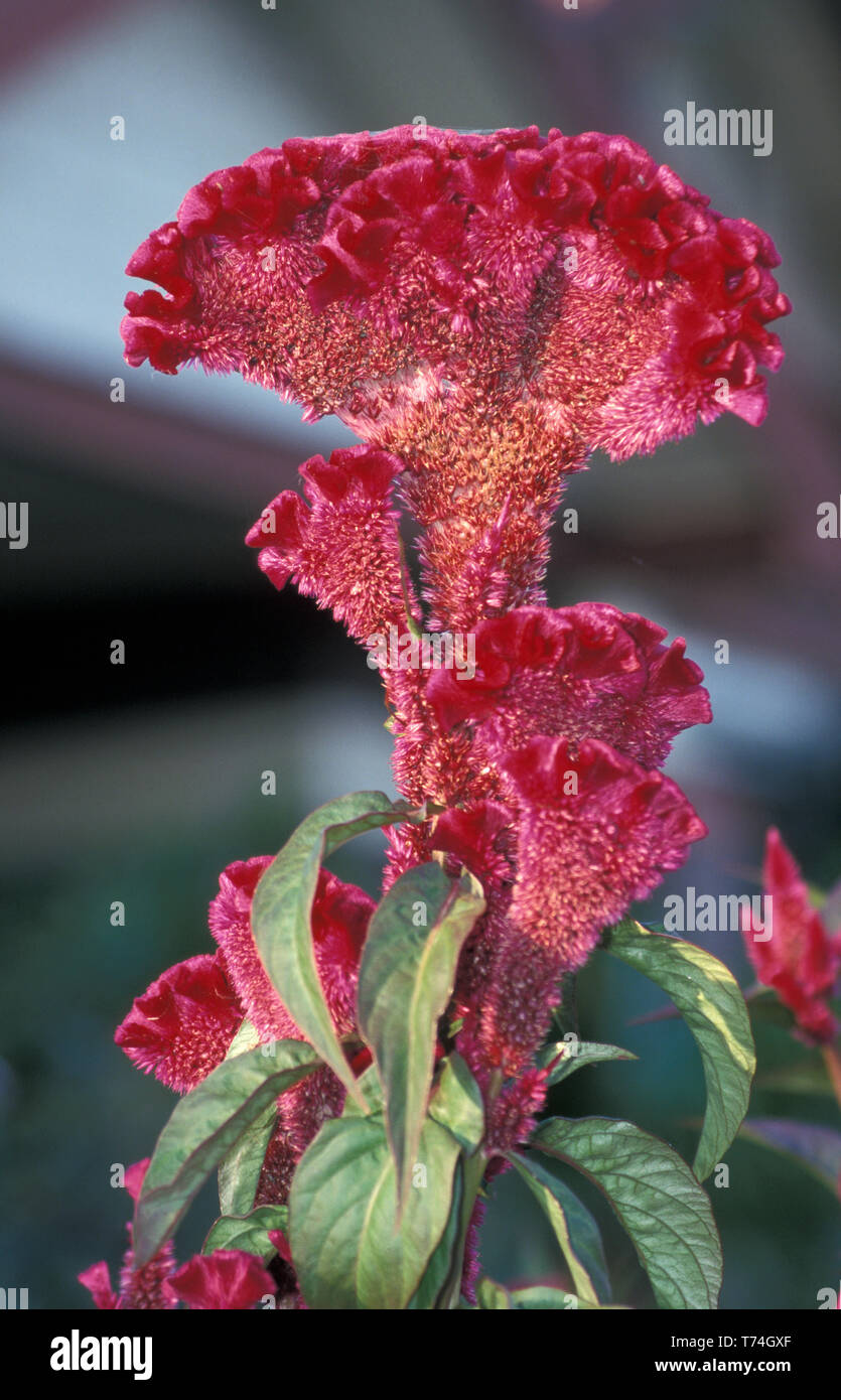Celosia cristata cockscomb hi-res stock photography and images - Alamy
