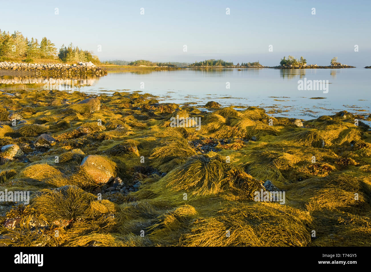 Rockweed along the Atlantic coast at low tide, Bay of Fundy; Blanche ...