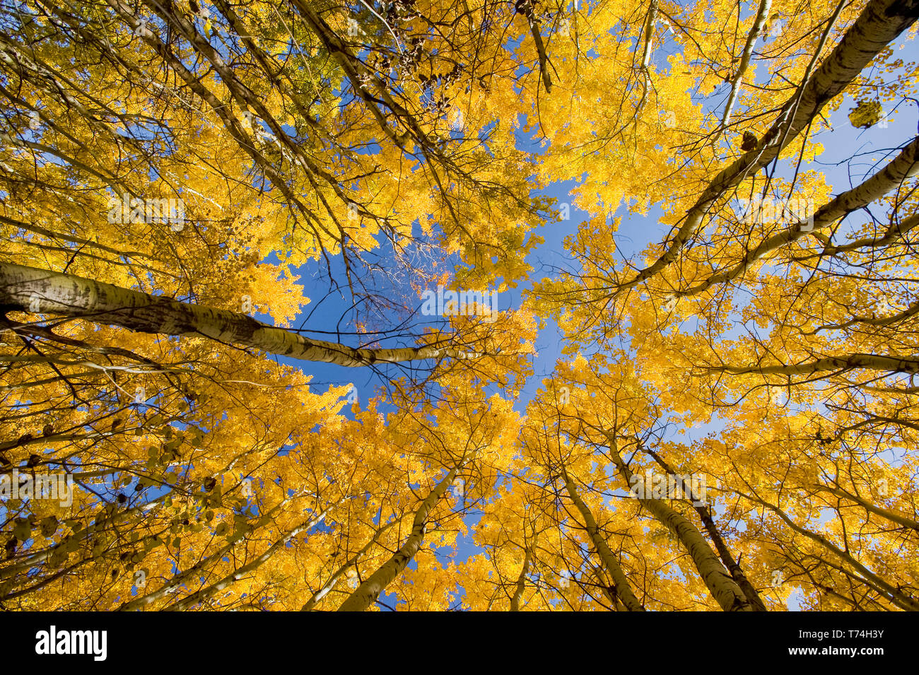 Autumn coloured aspen trees, Birds Hill Provincial Park; Manitoba ...