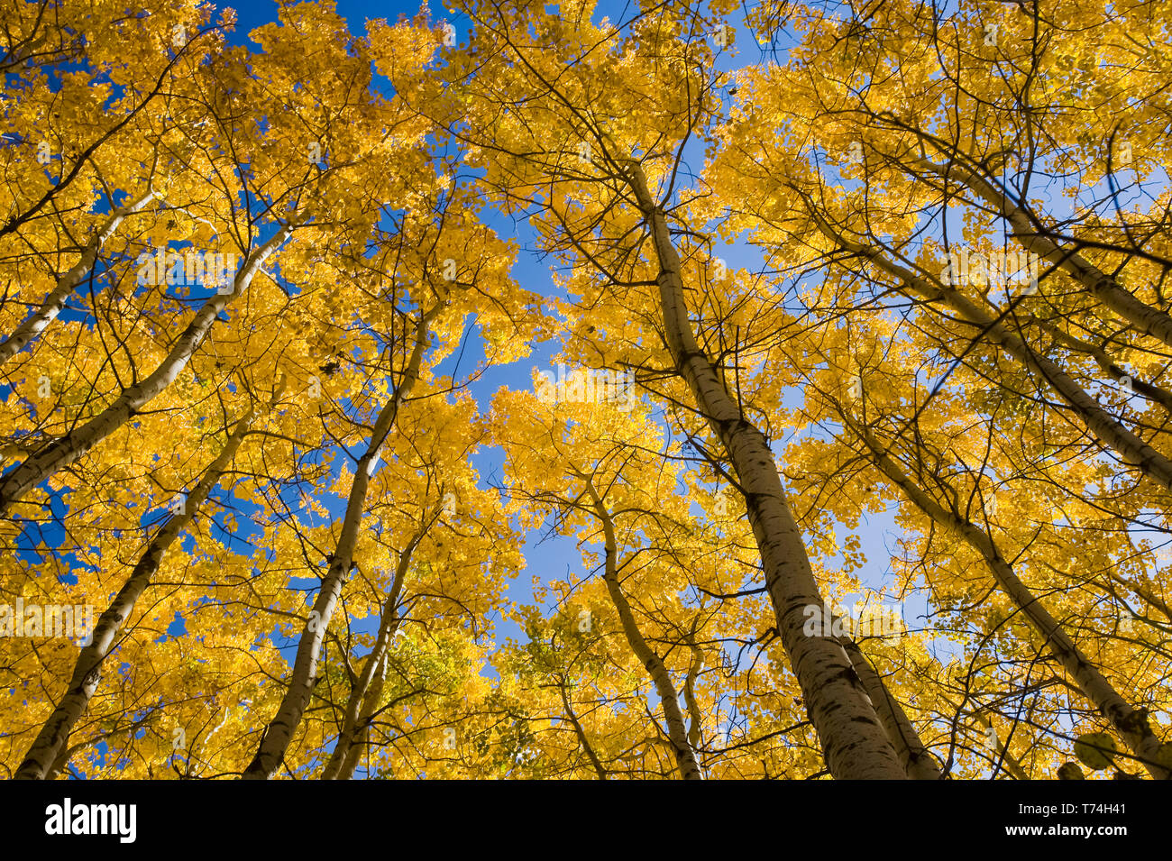 Autumn coloured aspen trees, Birds Hill Provincial Park; Manitoba ...
