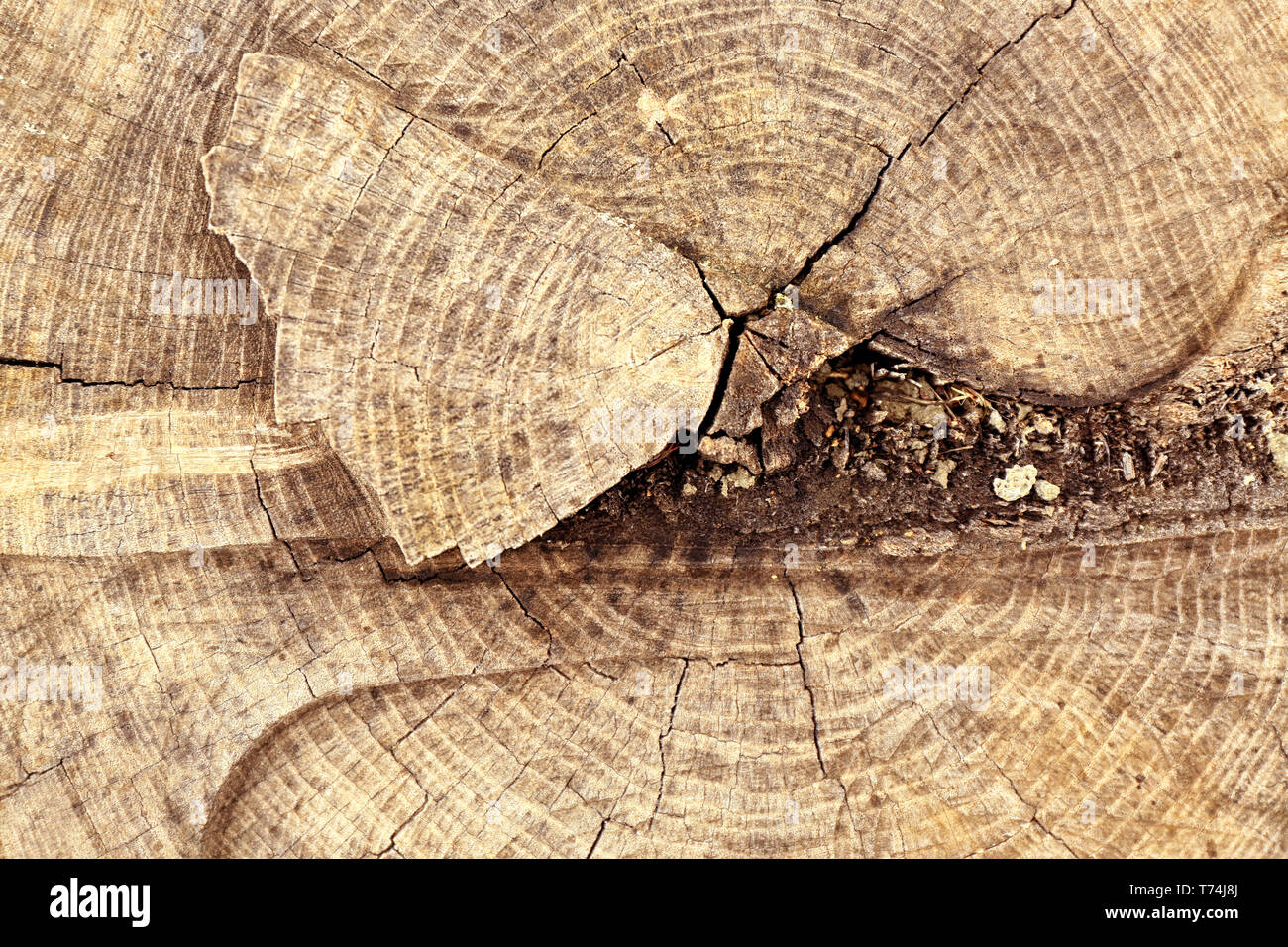 Tree trunk cross section, closeup Stock Photo - Alamy