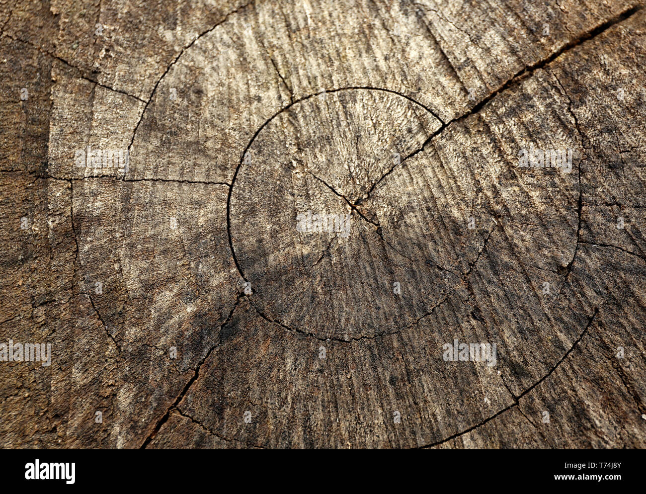 Tree trunk cross section, closeup Stock Photo - Alamy