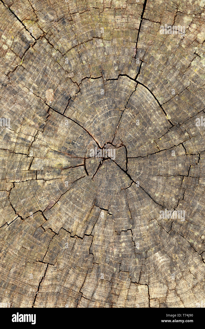 Tree trunk cross section, closeup Stock Photo - Alamy