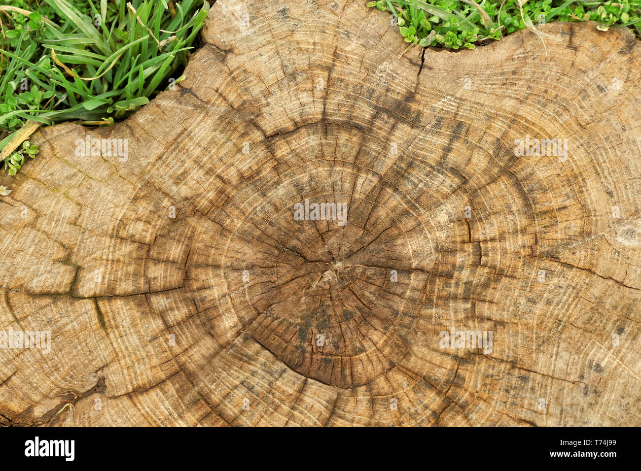 Tree trunk cross section, closeup Stock Photo - Alamy