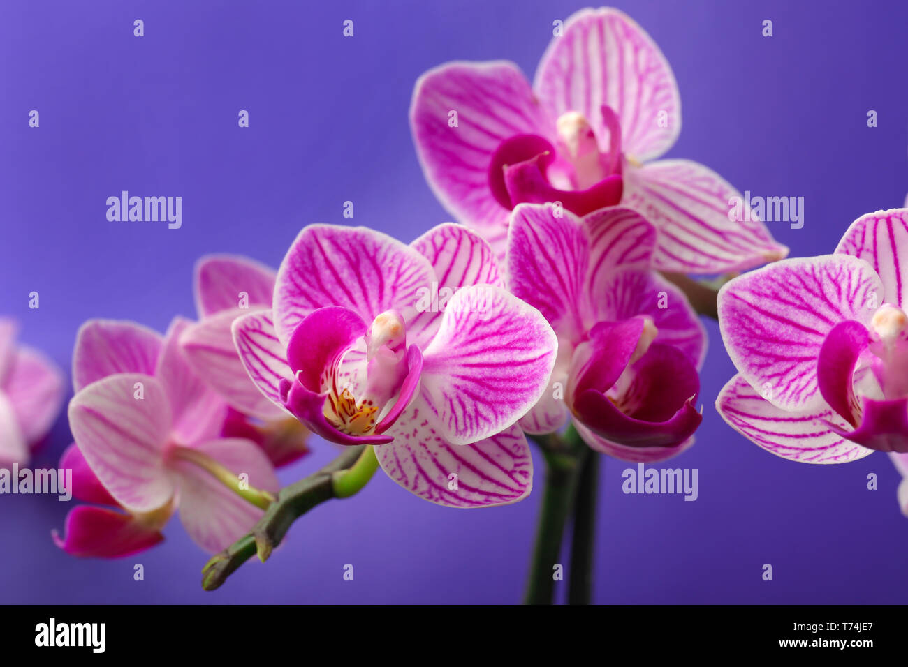 Beautiful orchid flowers on color background Stock Photo - Alamy