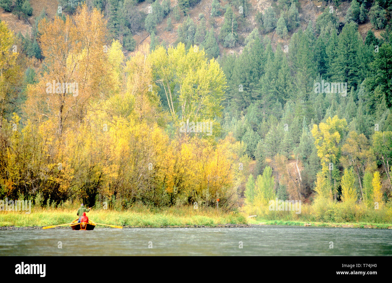 Fly fishing in the south fork snake river hi-res stock photography and ...