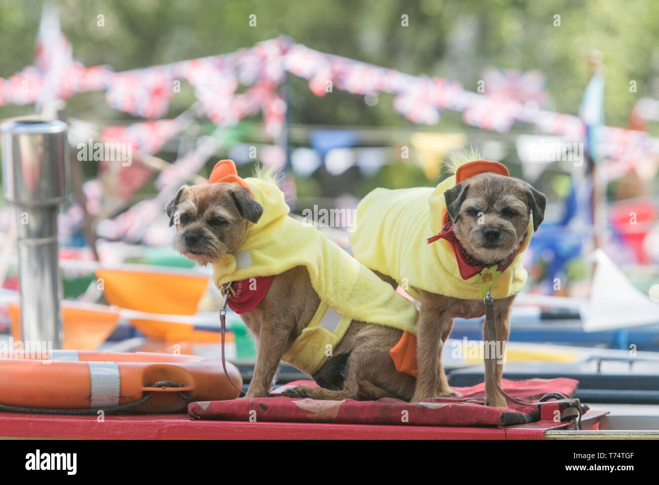 London, UK. 4th May, 2019. 2 dogs sitting on a barge Barge at the start ...