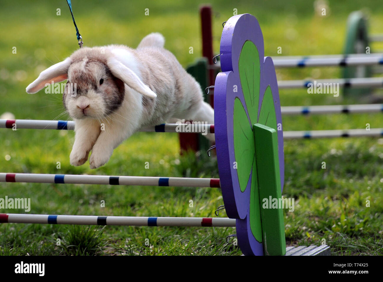 Caslav, Czech Republic. 4th May, 2019. The show jumping rabbits, in ...