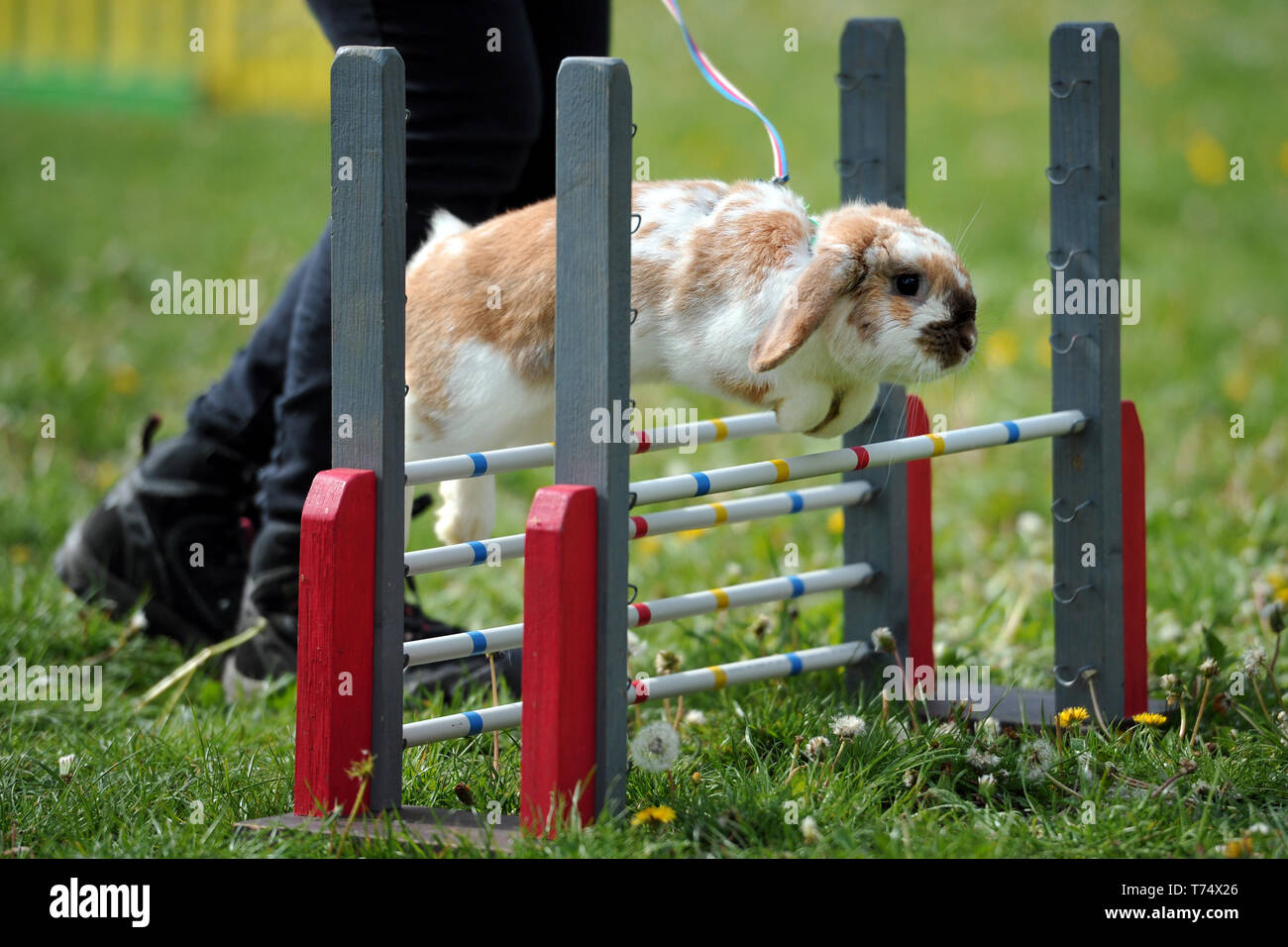 Rabbit show jumping hi-res stock photography and images - Alamy