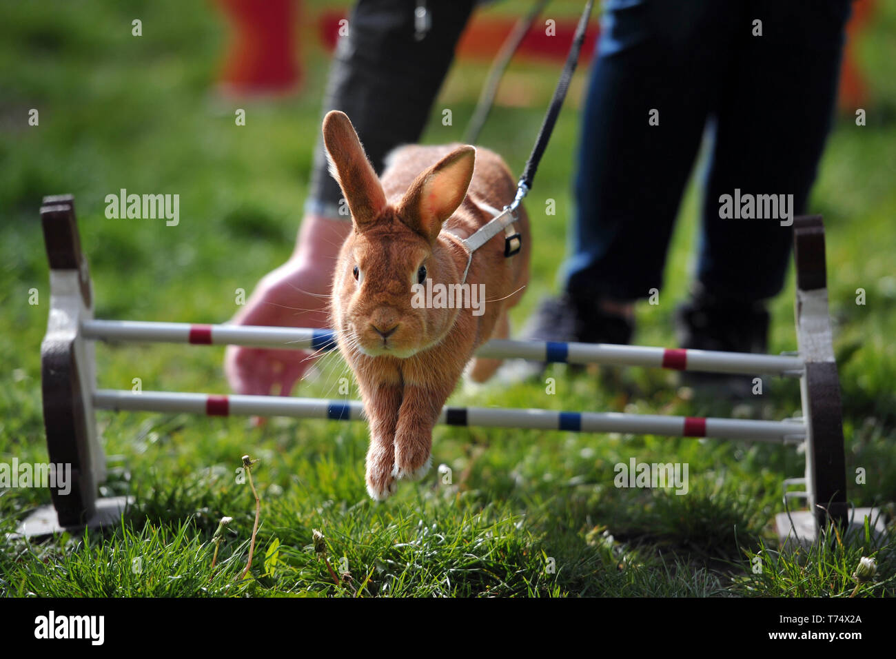 Rabbit Show Jumping High Resolution Stock Photography and Images - Alamy