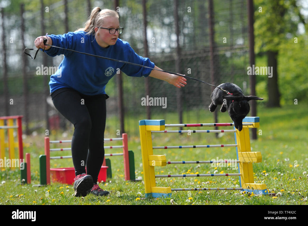 Rabbit Show Jumping High Resolution Stock Photography and Images - Alamy