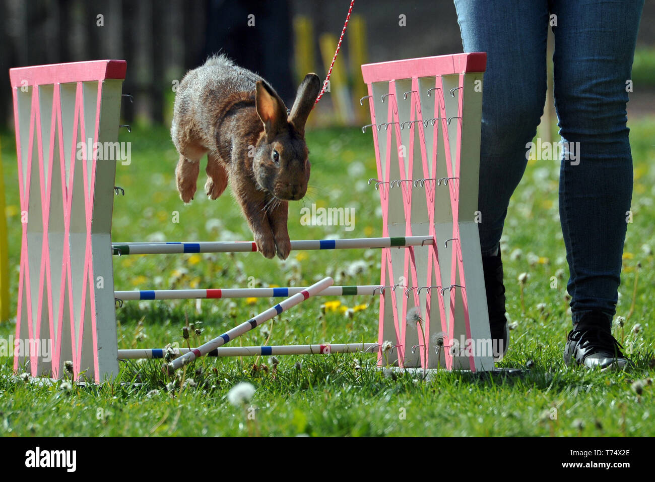 Caslav, Czech Republic. 4th May, 2019. The show jumping rabbits, in ...
