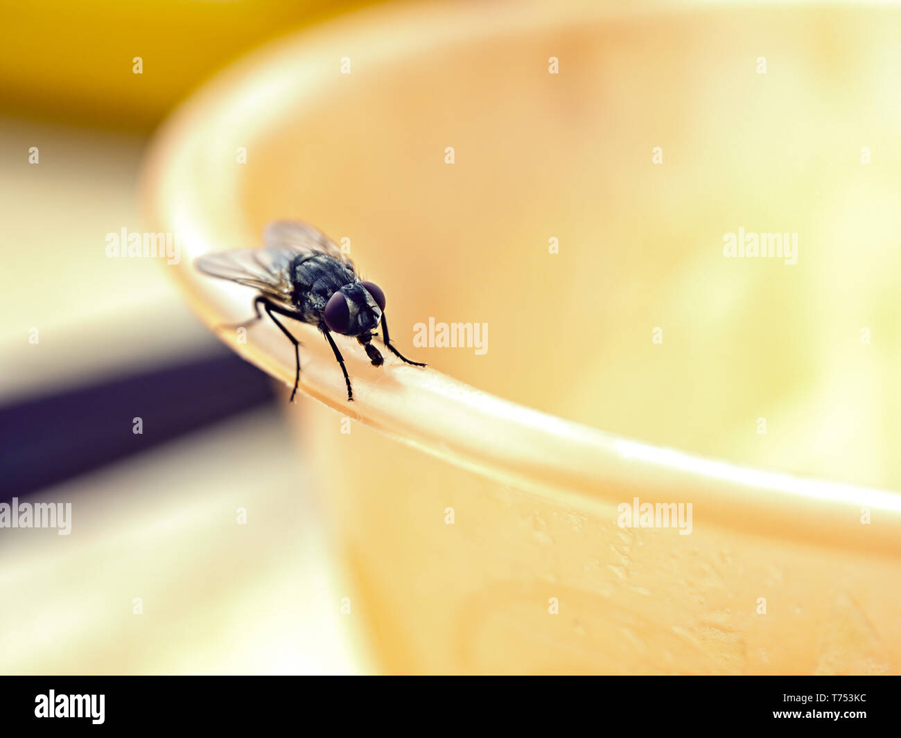 a smaller house fly , a Muscidae, on a plastic tube in closeup with ...